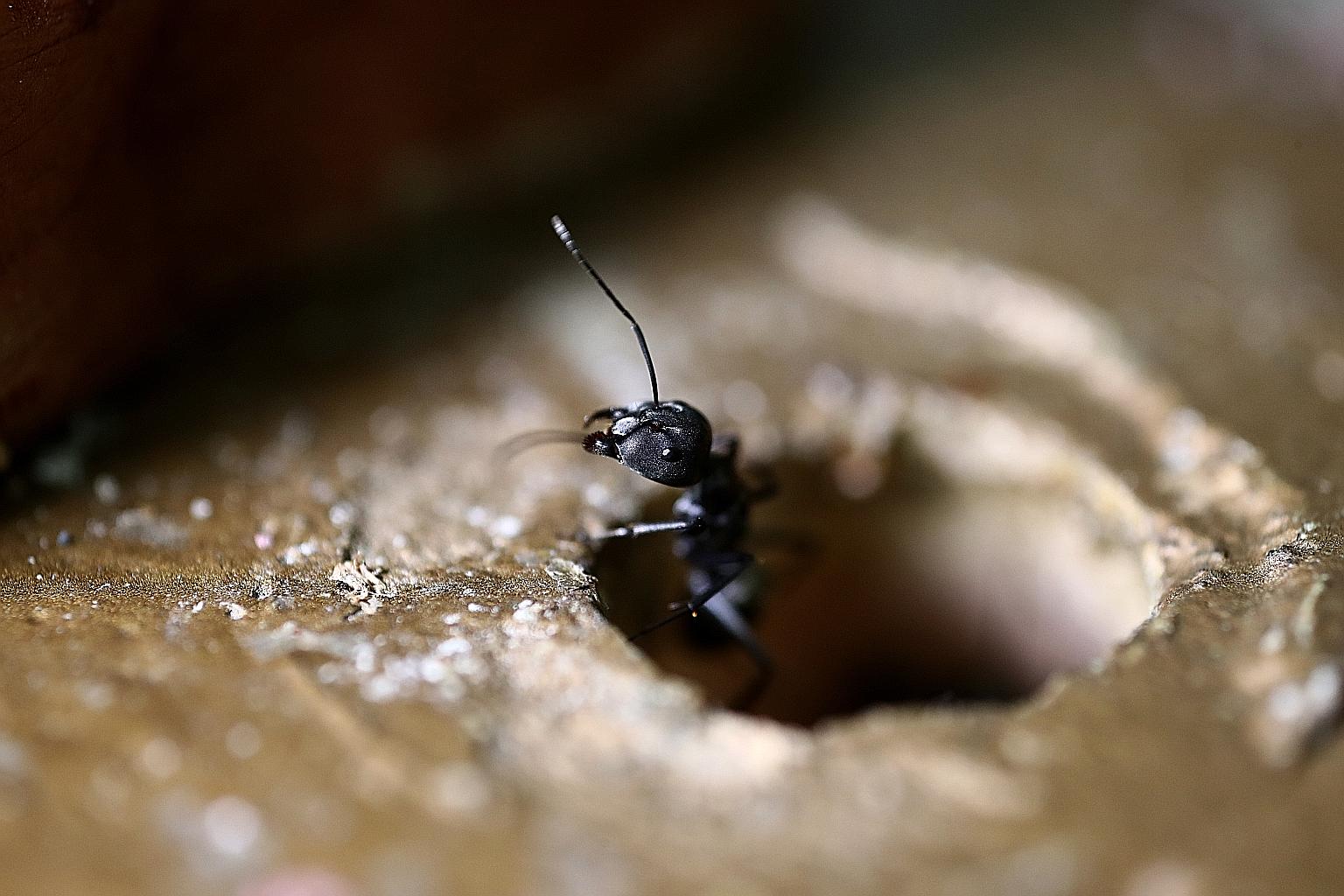 Small wonders: Asia’s first ant museum in Singapore | The Straits Times