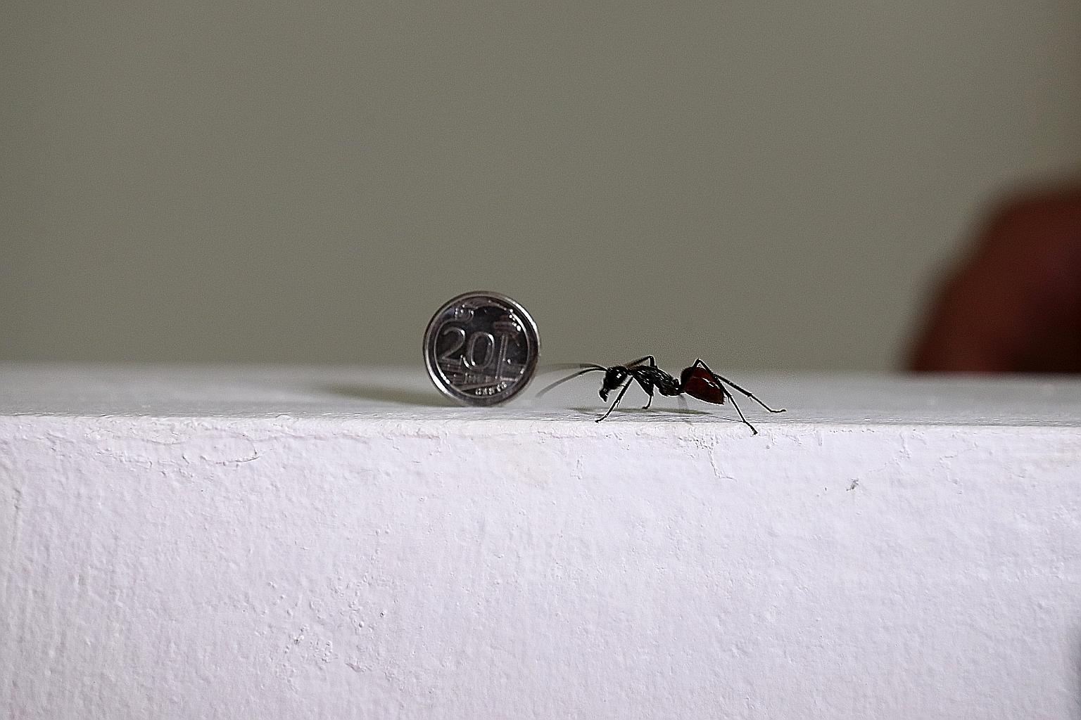 Small wonders: Asia’s first ant museum in Singapore | The Straits Times