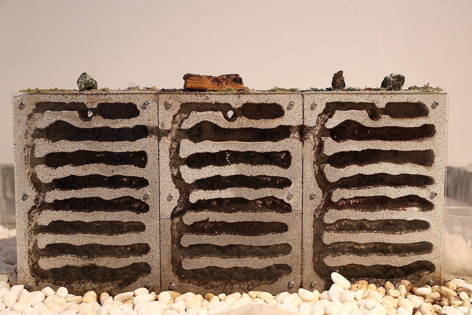 Small wonders: Asia’s first ant museum in Singapore | The Straits Times