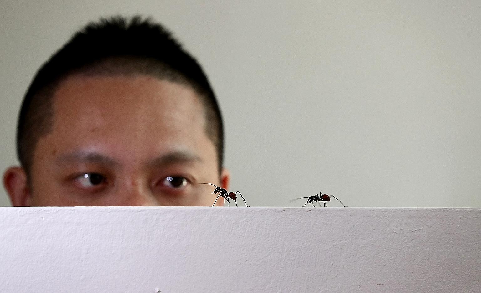 Small wonders: Asia’s first ant museum in Singapore | The Straits Times