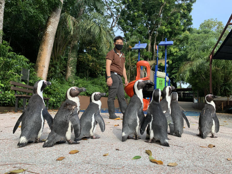 Coronavirus: Animals at Singapore's wildlife parks monitored for signs ...