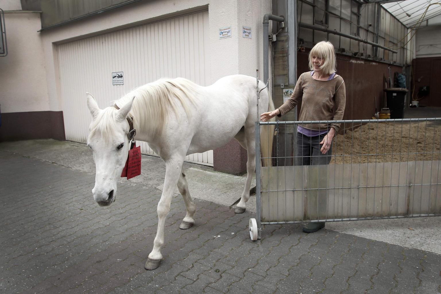 Jenny’s Incredible Journey: The Horse Who Walks Alone, and the ...