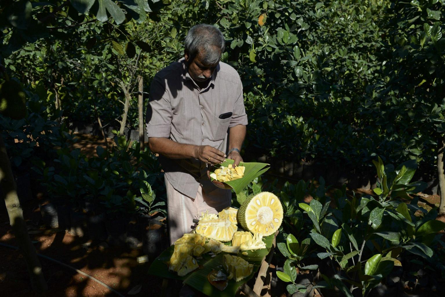 India's 'superfood' jackfruit goes global | The Straits Times