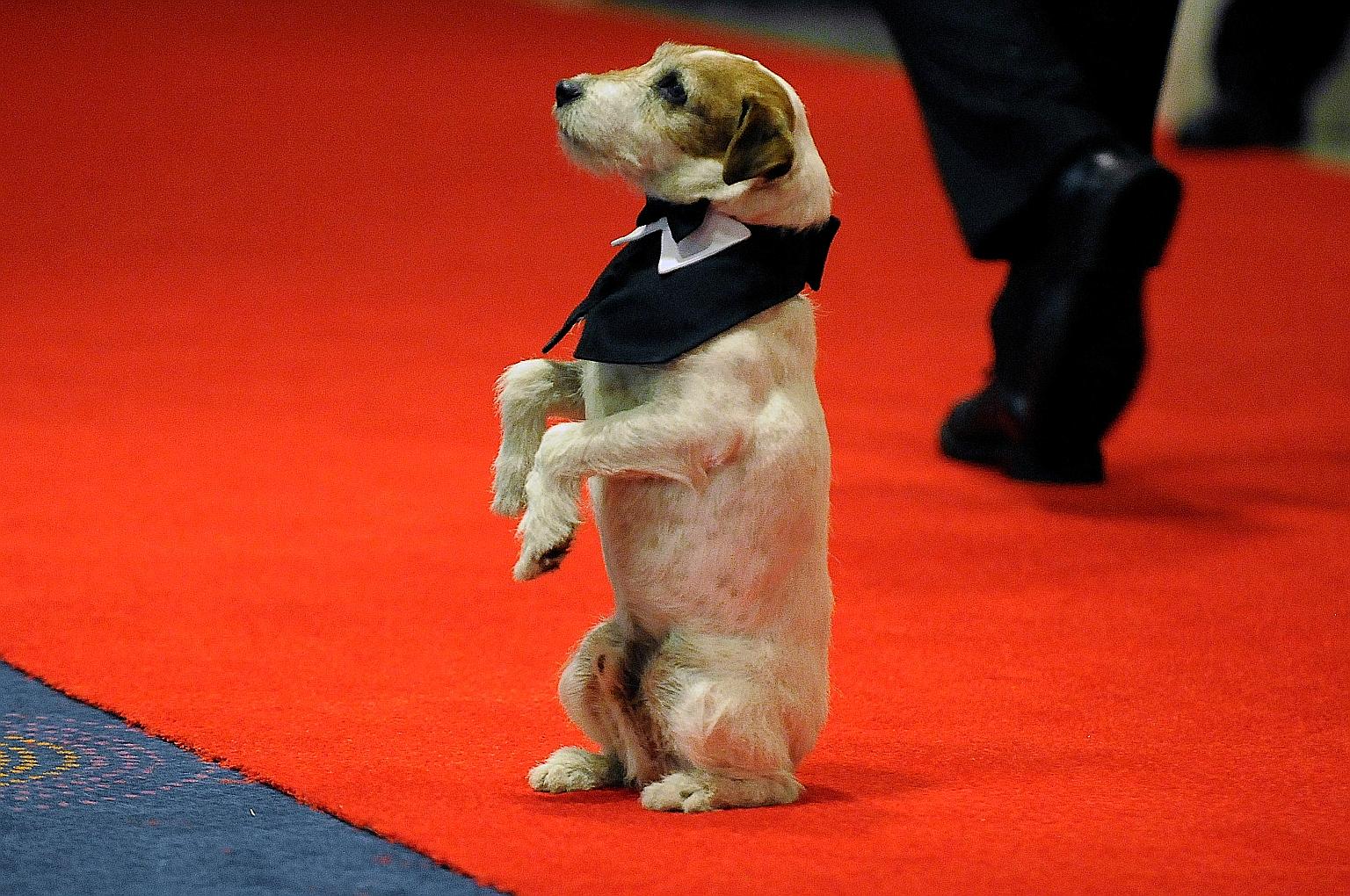Terrier in The Artist posthumously named top movie dog | The Straits Times