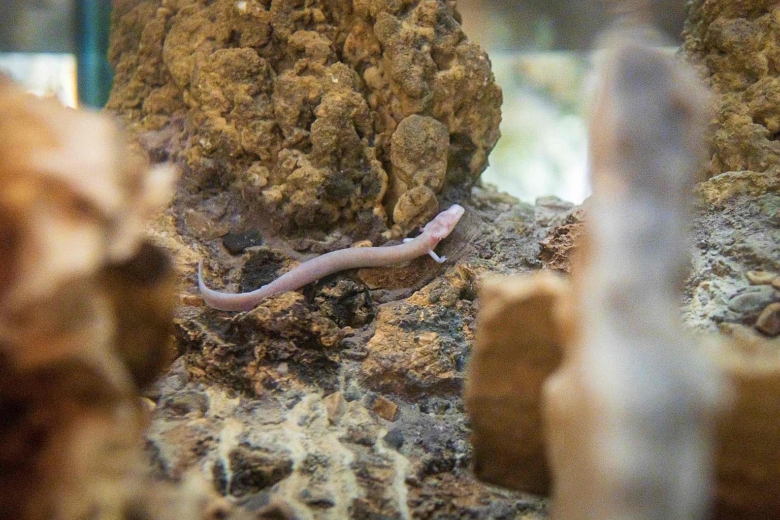 Rare 'baby dragons' on display in Slovenia | The Straits Times