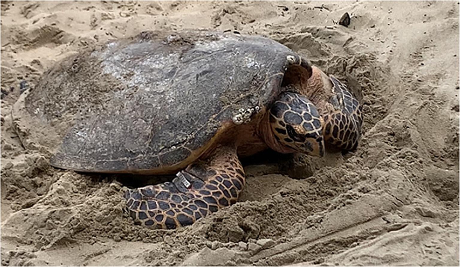 Tagging turtles to track their behaviour | The Straits Times