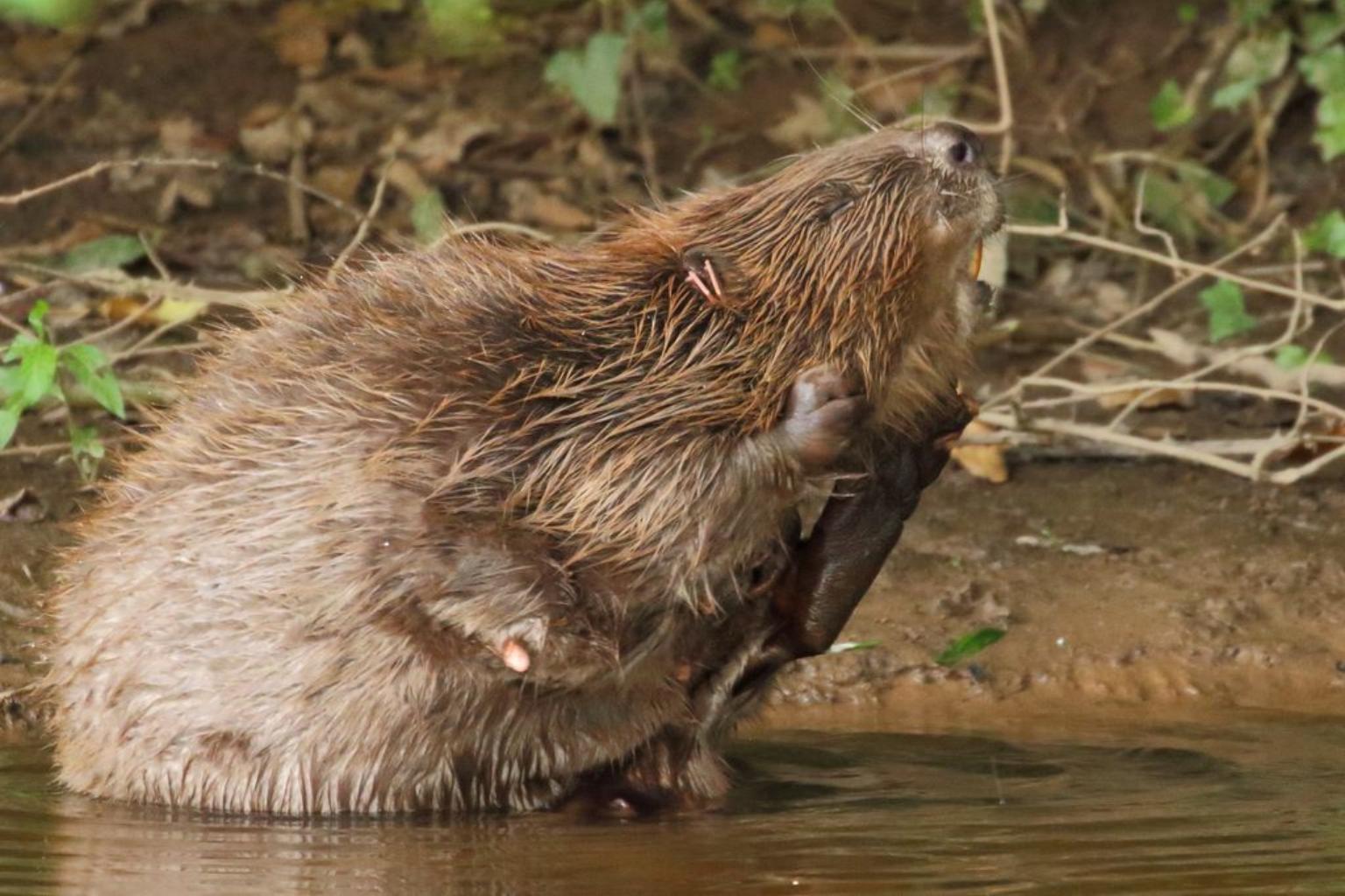 England's first wild beavers for 400 years can stay | The Straits Times