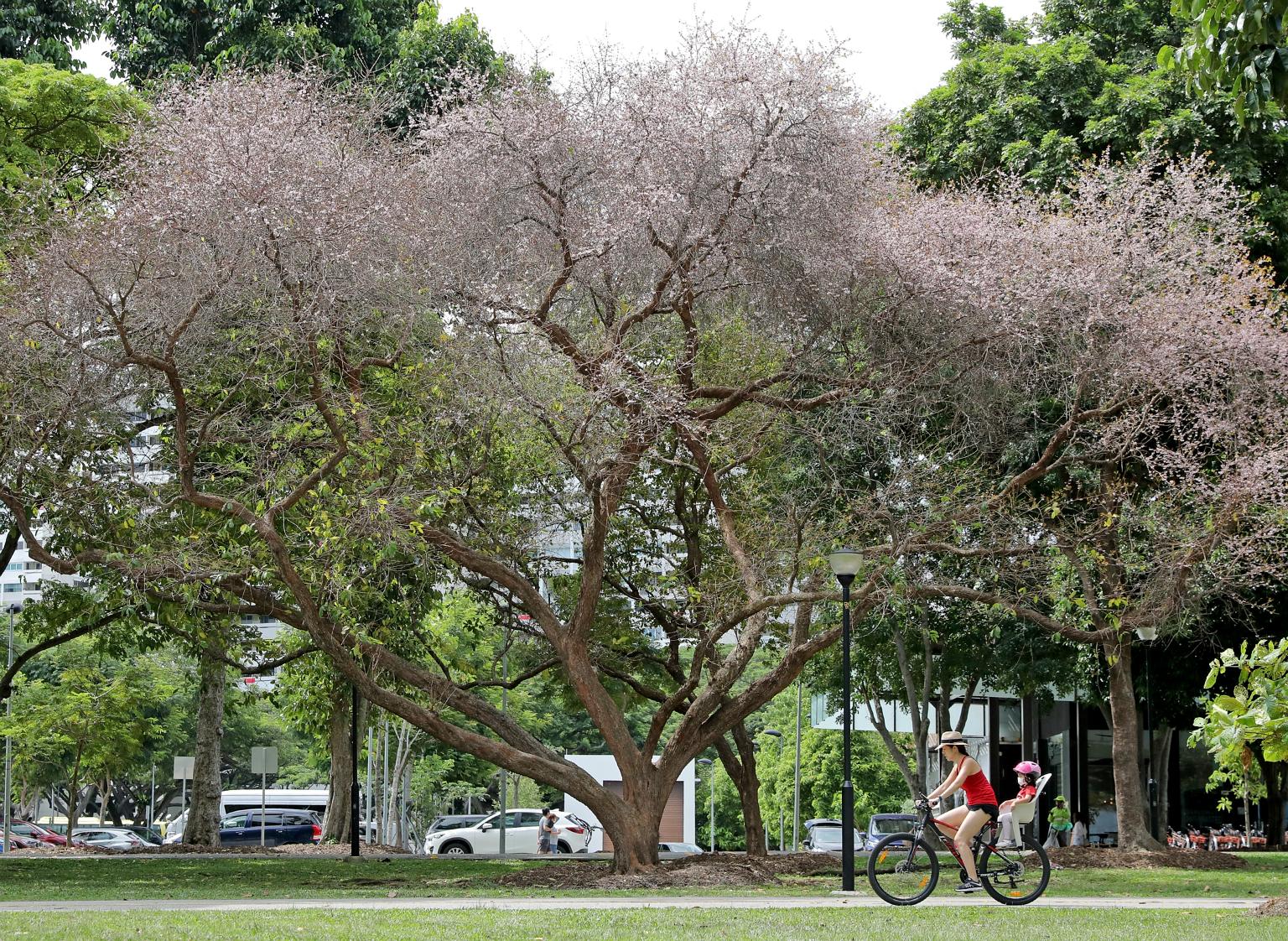 Bursts of colour mark Singapore's 'springtime' | The Straits Times