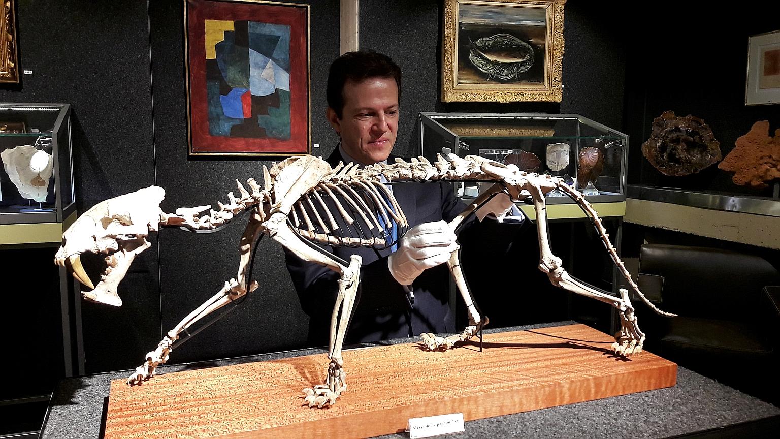 40m-year-old skeleton of sabre-toothed tiger sold for over $112,000 ...