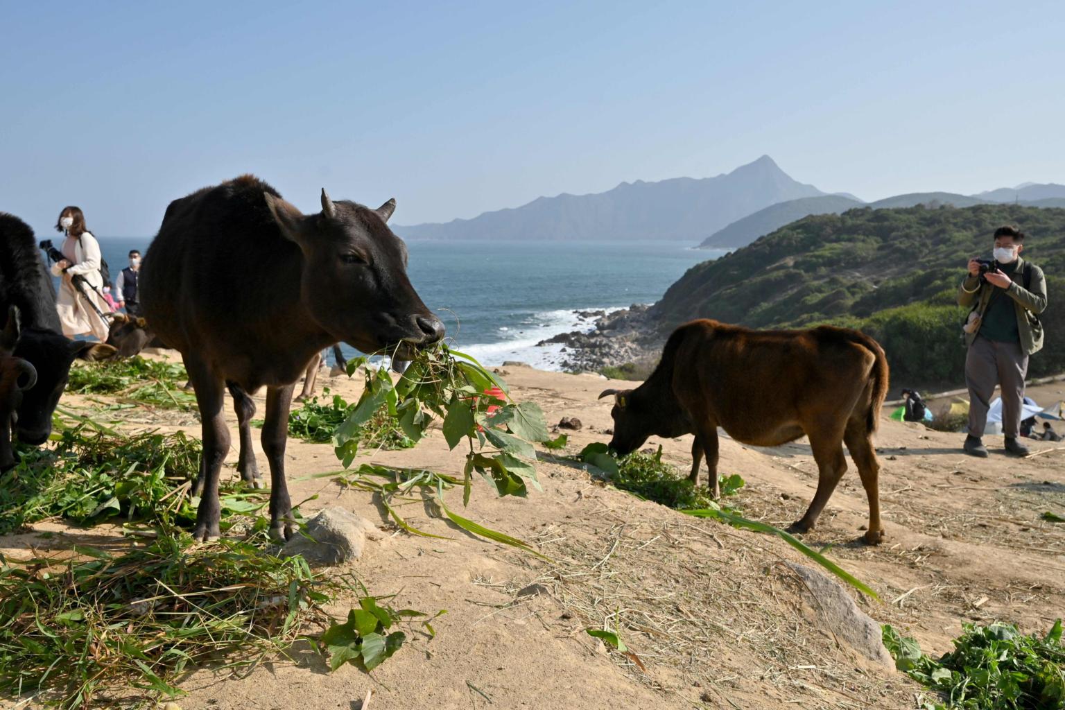 Hiking surge leaves wild cows starving on Hong Kong island | The ...