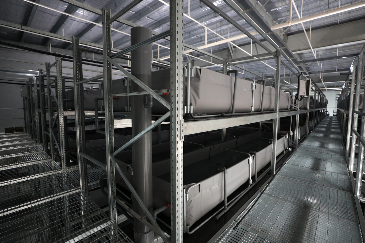 Prawn farm in Tuas scales new heights with high-tech vertical system ...