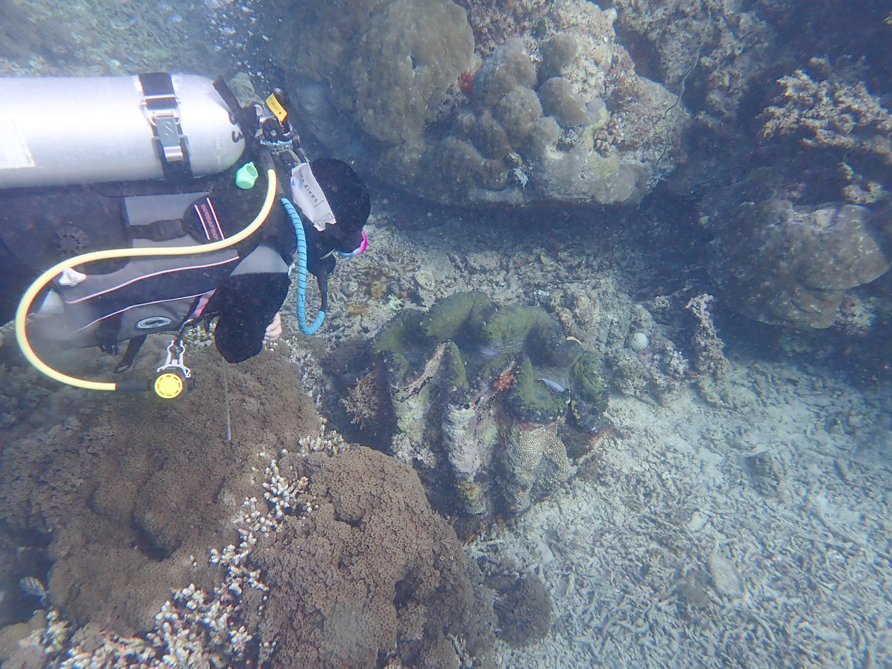Researcher of giant clams is first from S'pore to receive prestigious ...