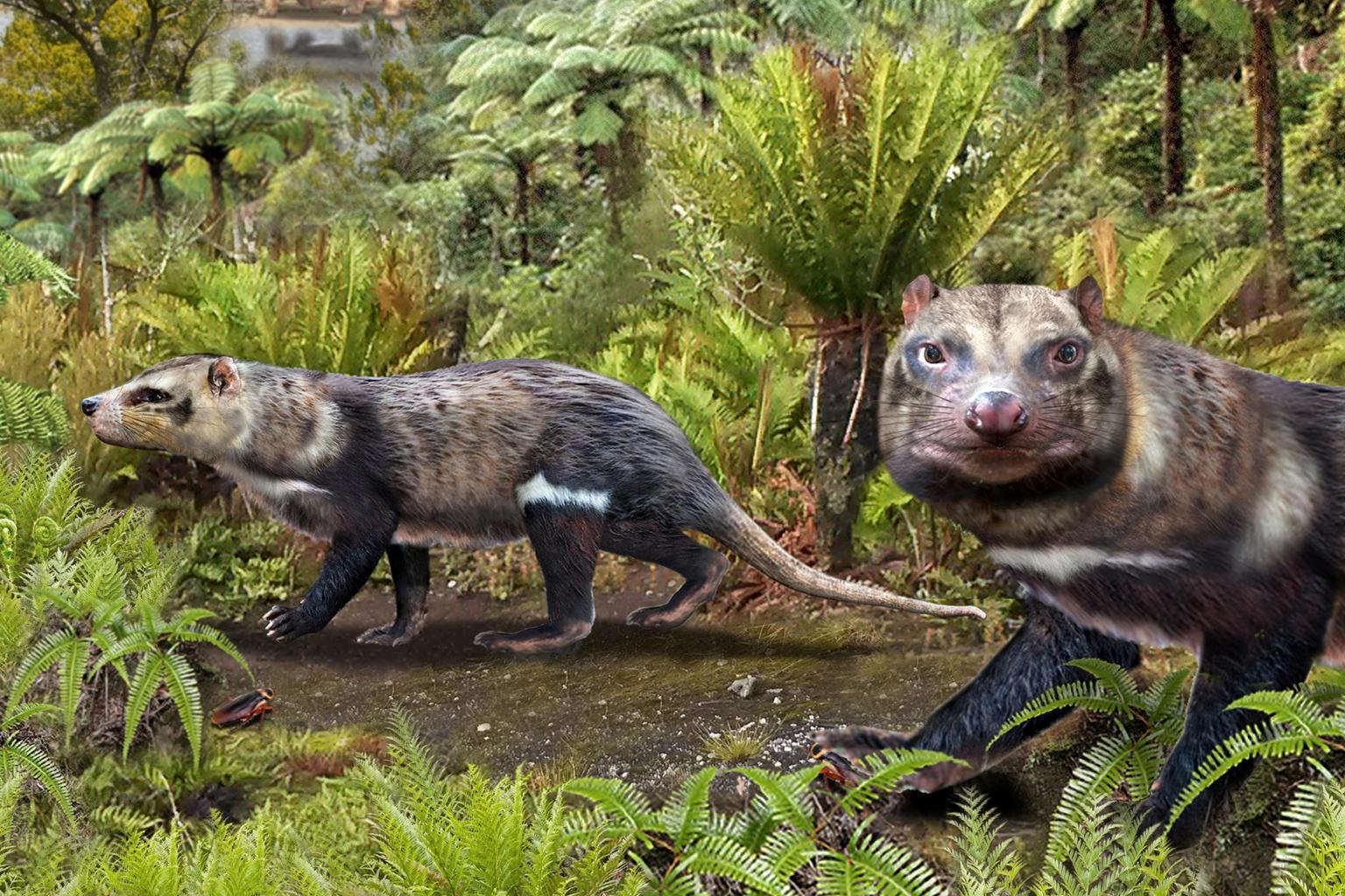 Beast of five teeth: Chilean scientists unearth skunk that walked among ...