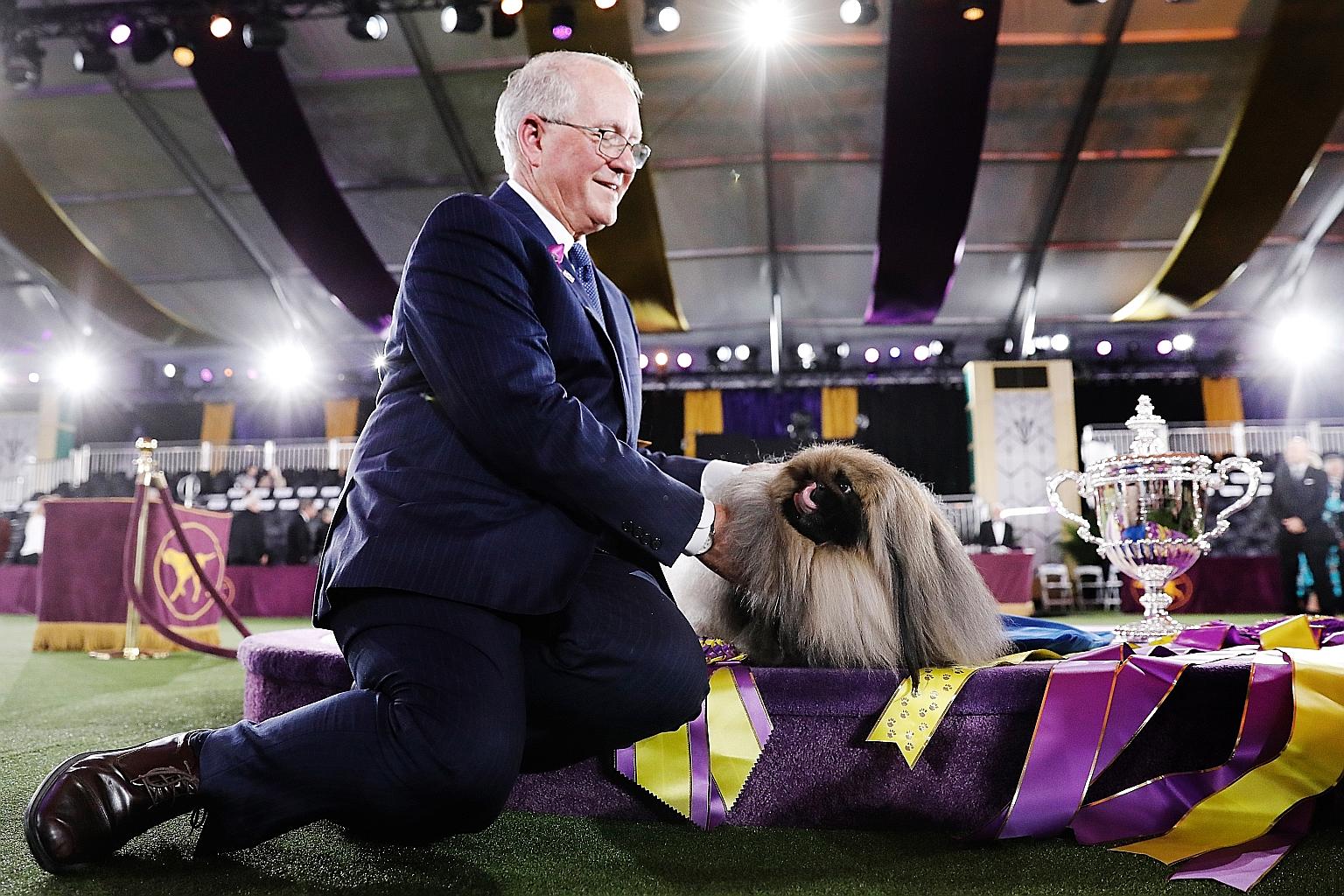 Wasabi the Pekingese shows who's top dog | The Straits Times