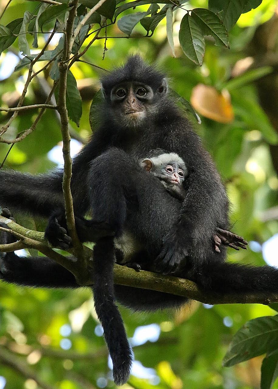 Rare monkey spotted in Bukit Timah after over 30 years | The Straits Times