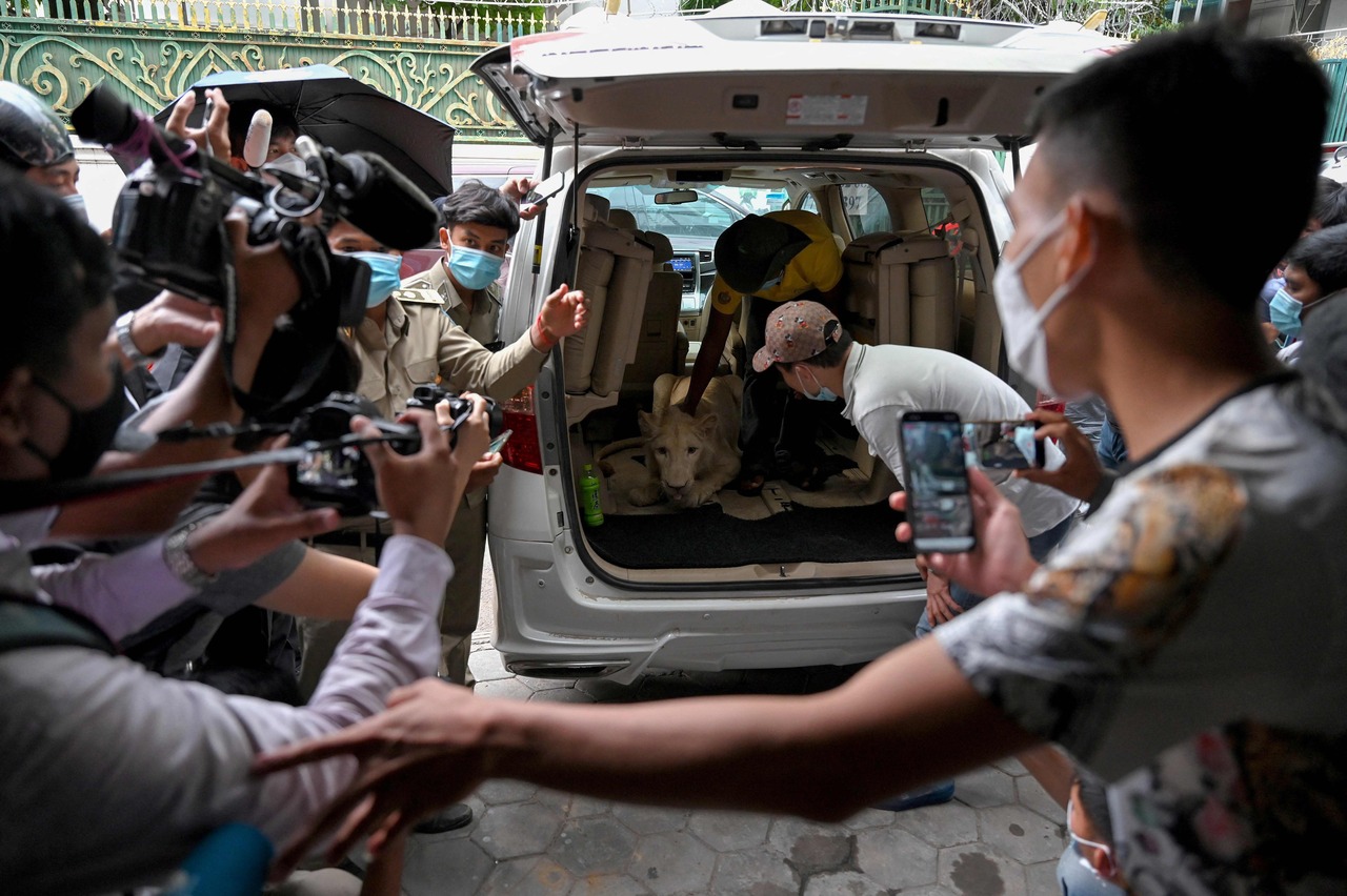 Defanged lion returned to Chinese owner on Cambodian PM's orders | The ...