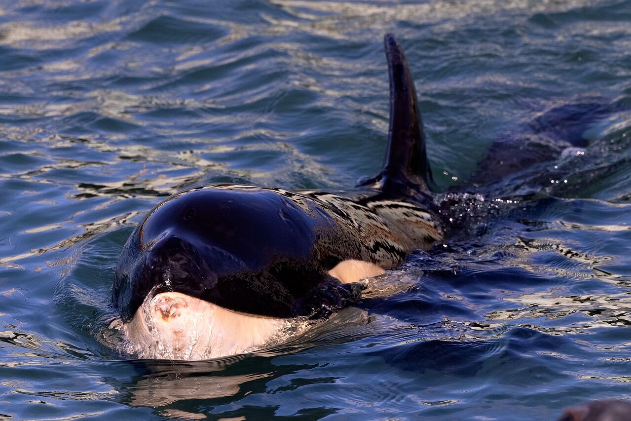 Race to find beached baby orca's mother in New Zealand | The Straits Times