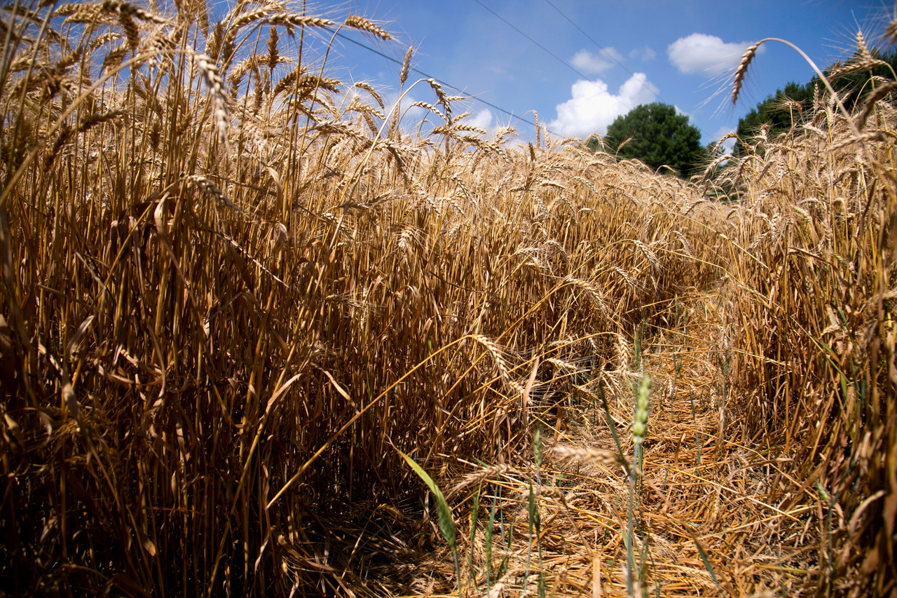 US heatwave has farmers expecting a 'half crop' for spring wheat | The ...