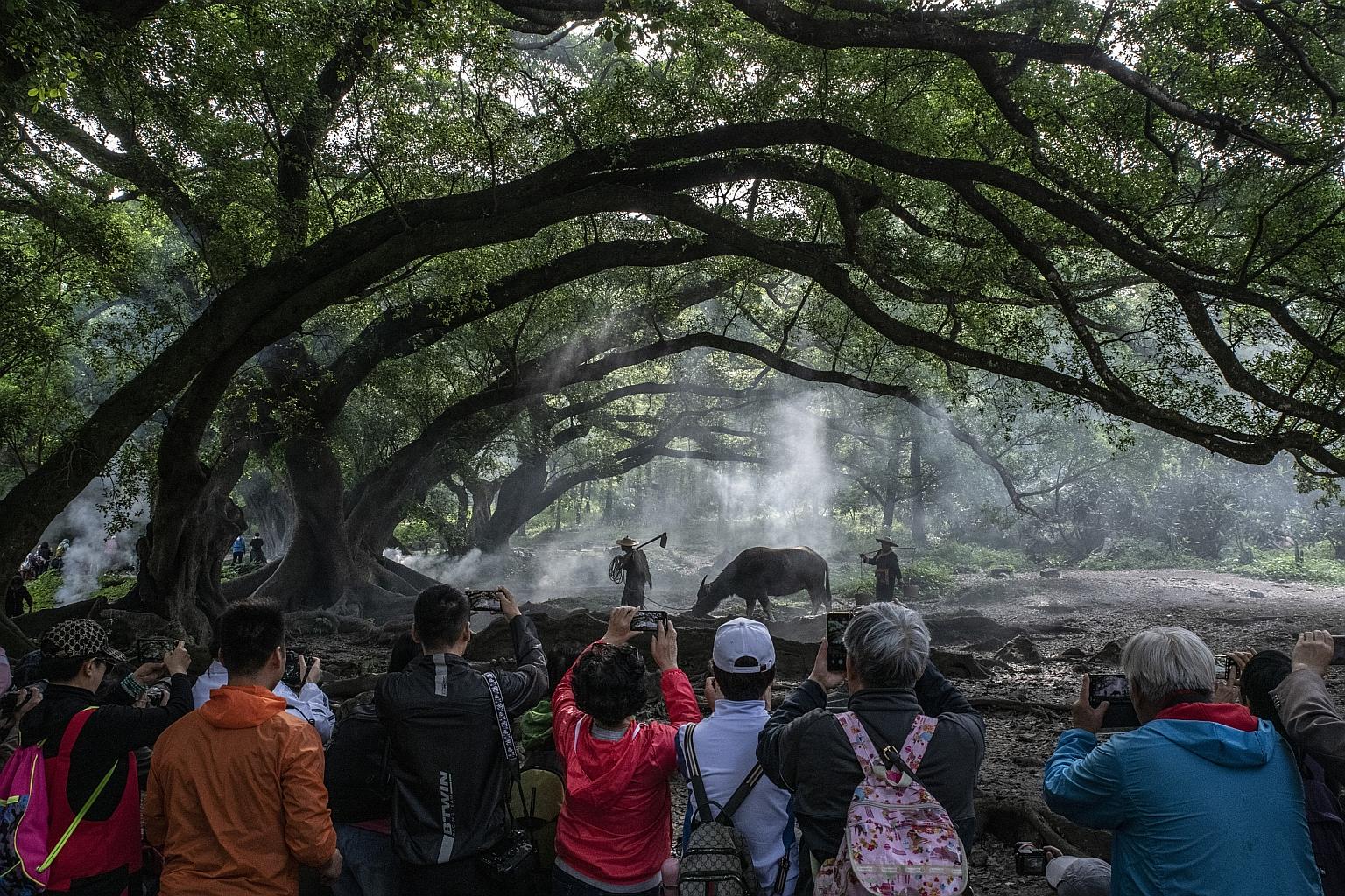 Idyllic life, staged | The Straits Times