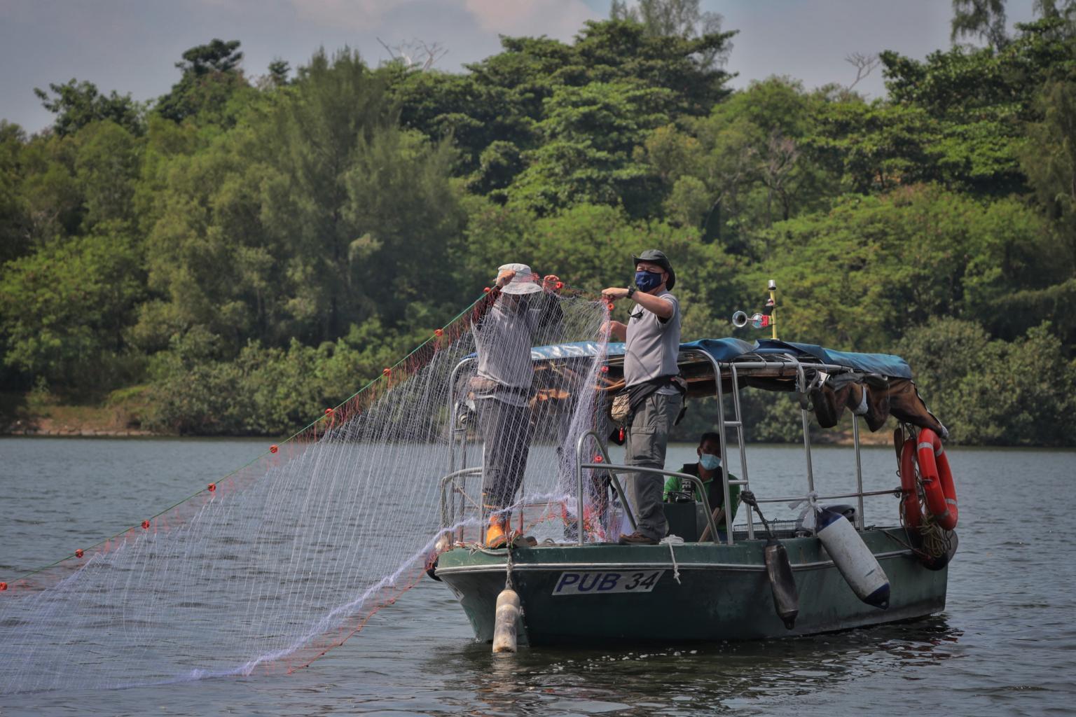 Study by PUB, NUS identifies 55 fish species in Singapore's 17 ...