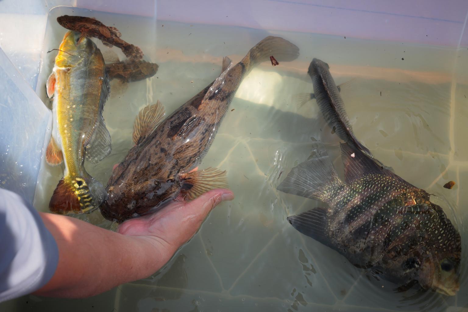 Study by PUB, NUS identifies 55 fish species in Singapore's 17 ...