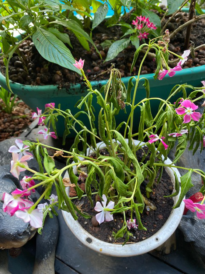 Root Awakening: Trees suitable for yard, mealy bug infestation ...
