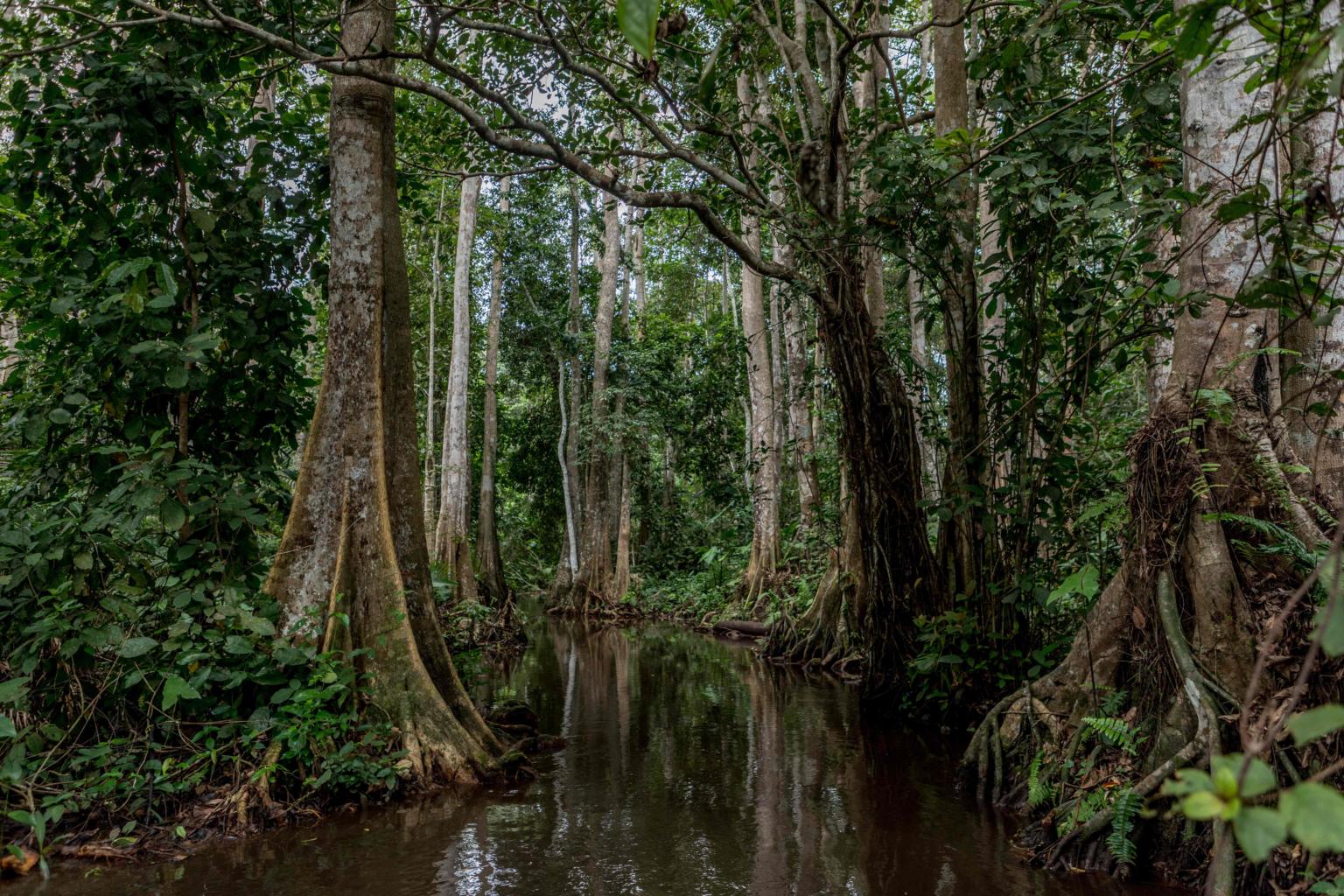 Some 30% of global tree species at risk of extinction: Report | The ...