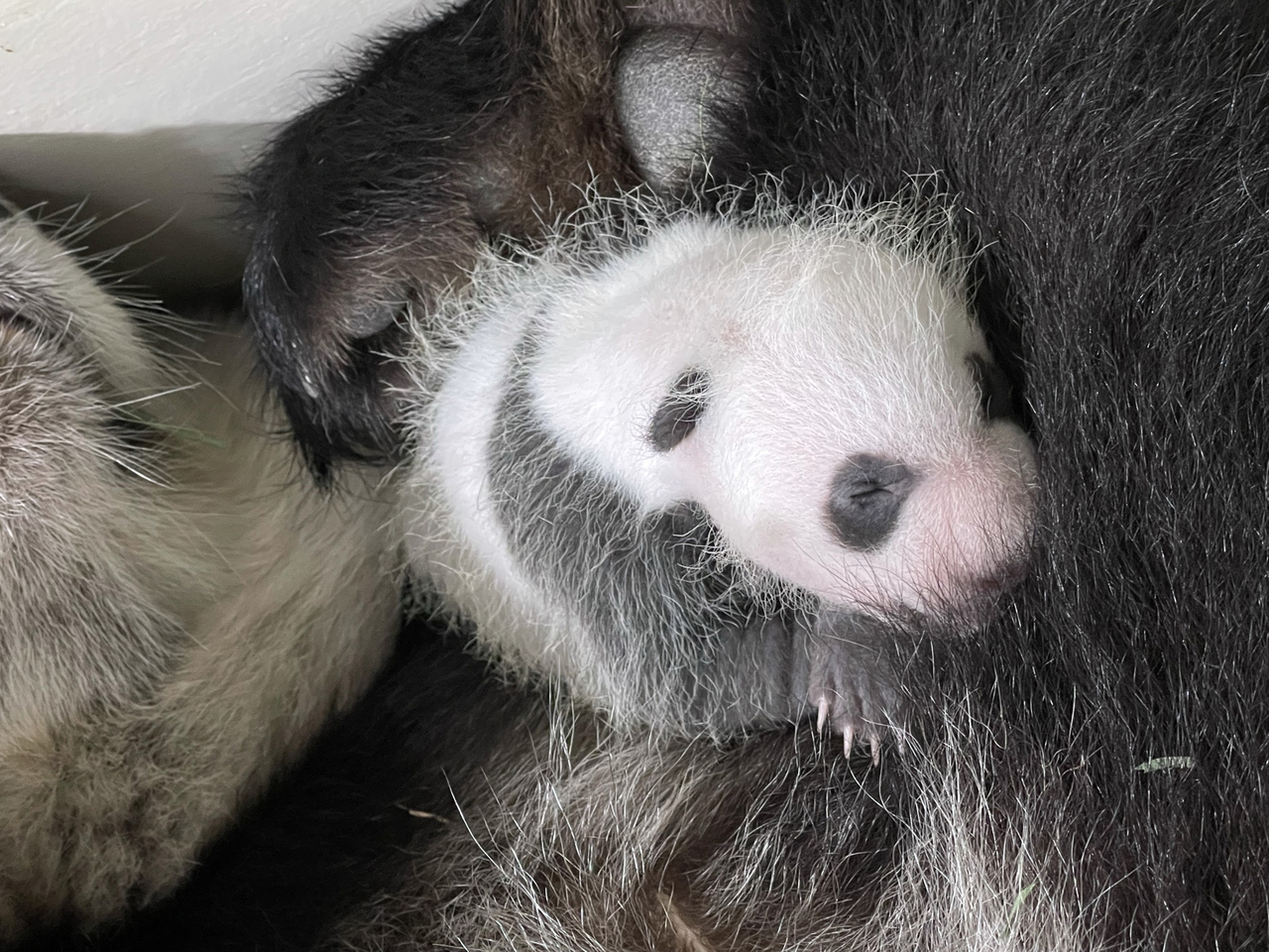 First giant panda cub born in S'pore is a boy; public can submit names ...