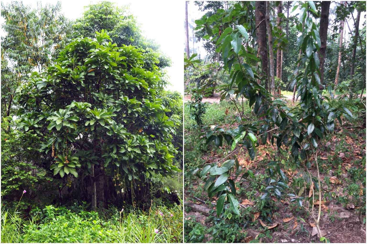 New nursery for coastal trees launched on Pulau Ubin to help restore ...