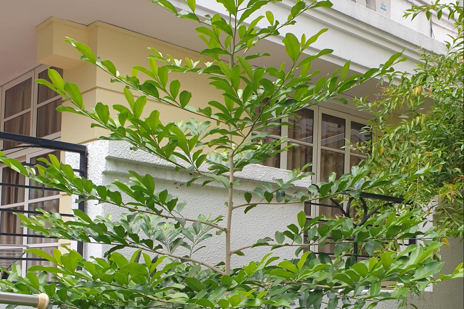 Root Awakening: False Lime, Batoko Plum, insect infestations and more ...