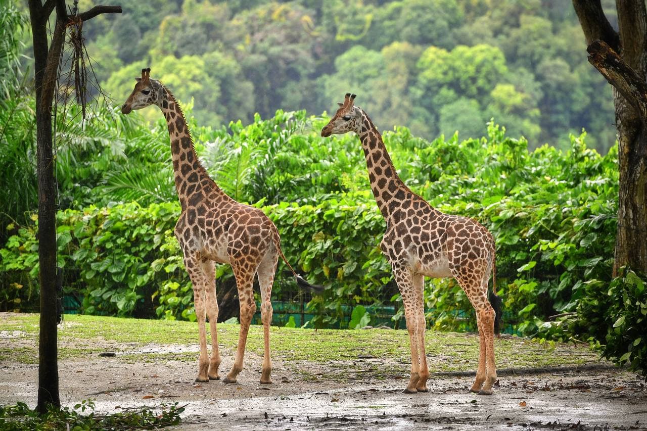 2 endangered giraffes from India arrive at Singapore Zoo, on show at ...