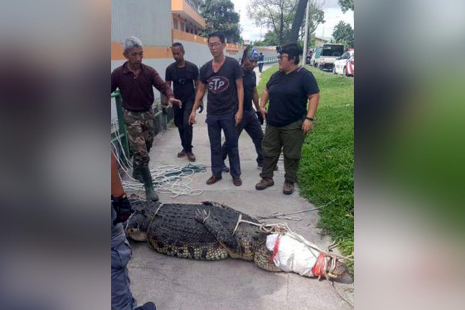 'Crikey!': 6 recent crocodile sightings around Singapore | The Straits ...