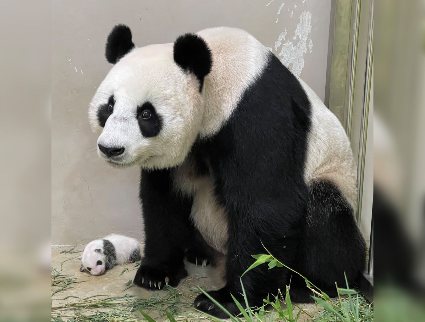 Panda Teeth Hidden Wonders Of Japan] Ueno Zoo's Twin Panda Cubs Are So
