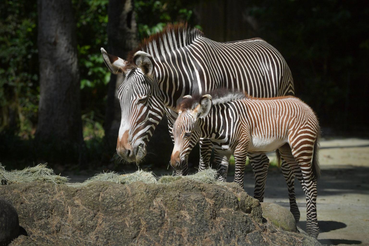 Meet Izara, Singapore Zoo's new zebra foal | The Straits Times