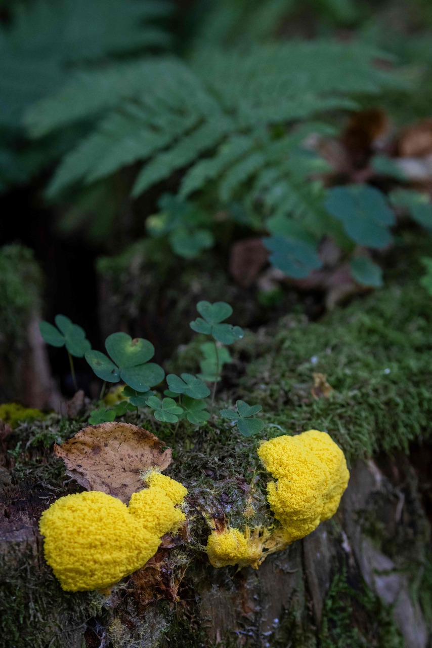 Poland's 'priceless' primeval forest pits environmentalists against ...