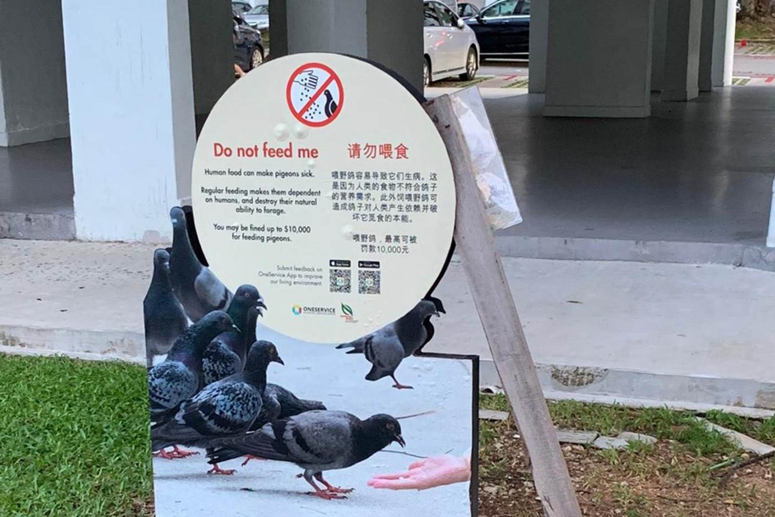 Pigeon-control efforts among 20 projects that received municipal ...