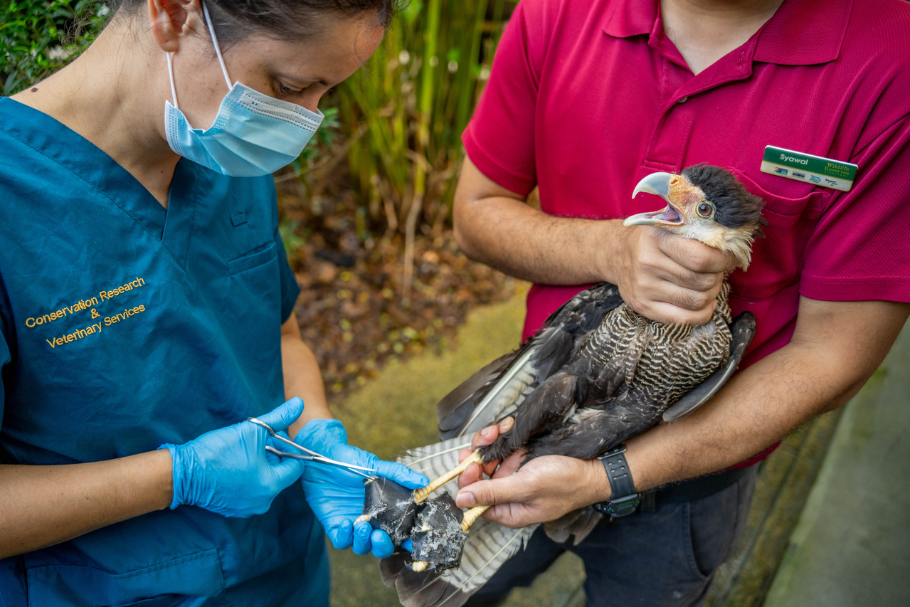 3D-printed shoes protect Jurong Bird Park's residents from foot disease ...