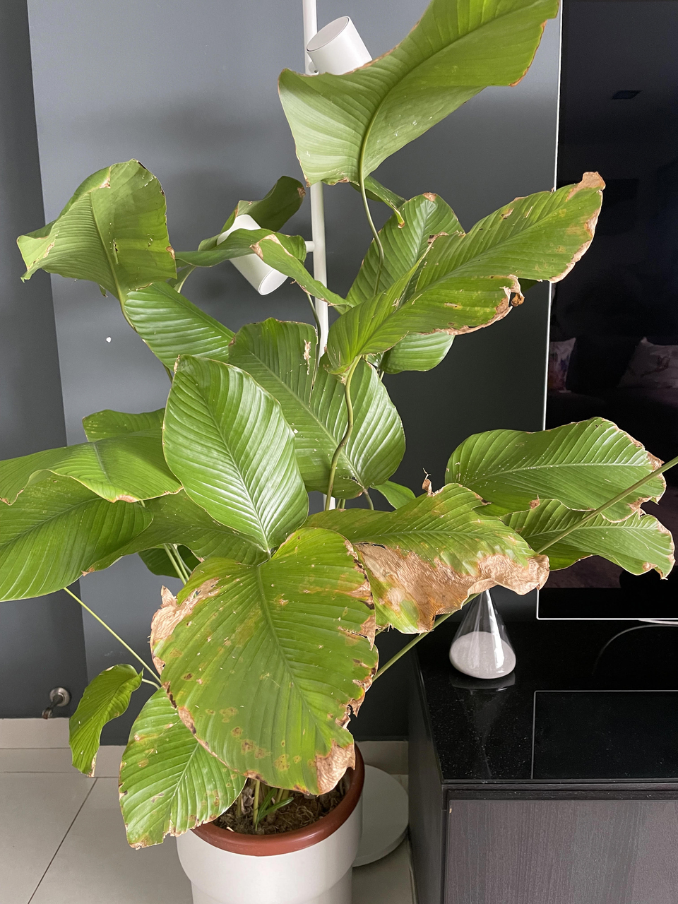 Root Awakening: Chilli plant has fungal disease, plant is Pom Pom ...