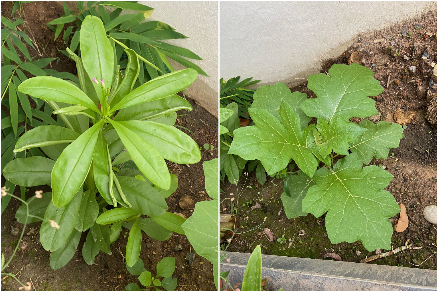 Root Awakening: Rainbow Tree, Shui Gui Cao, Waterleaf and Turkey Berry ...