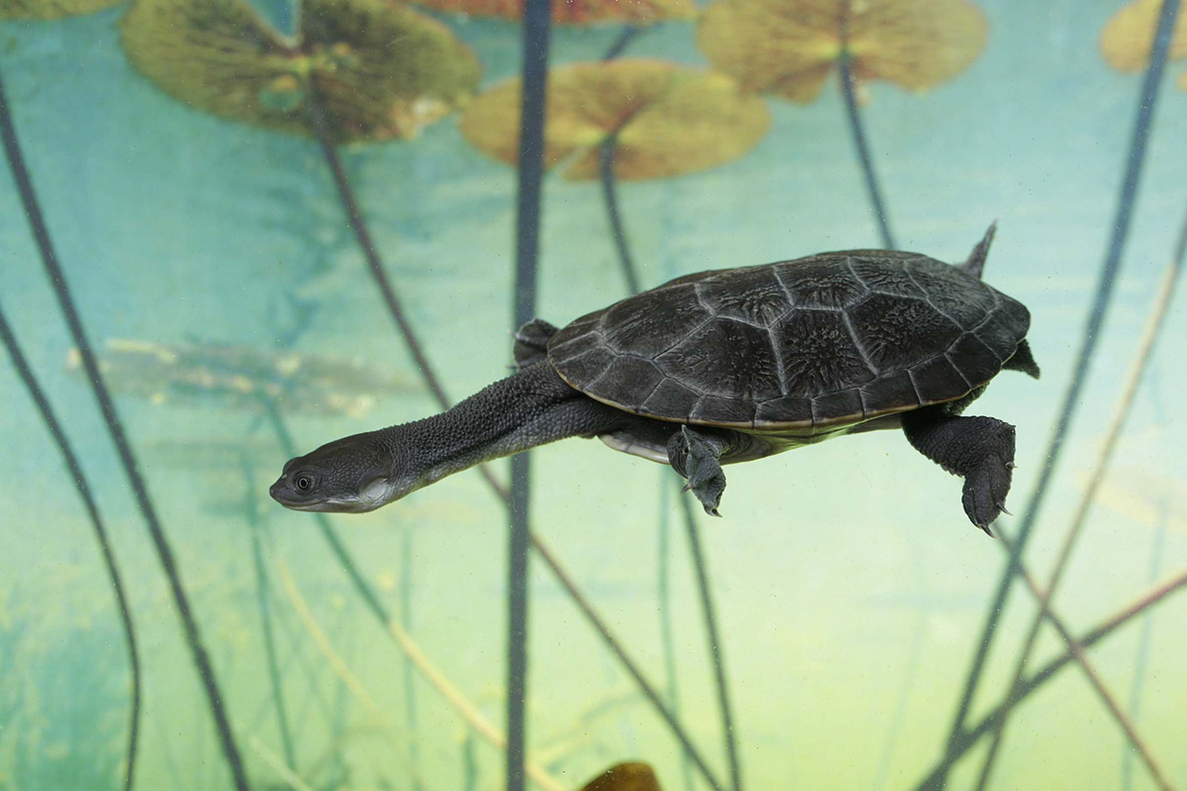 13 endangered snake-necked turtles repatriated back to Indonesia | The ...