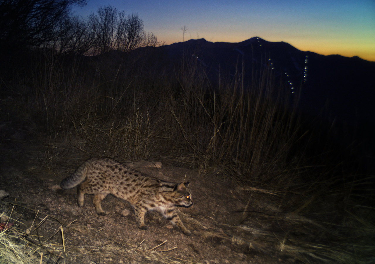 The hunt for Beijing's wild cats | The Straits Times