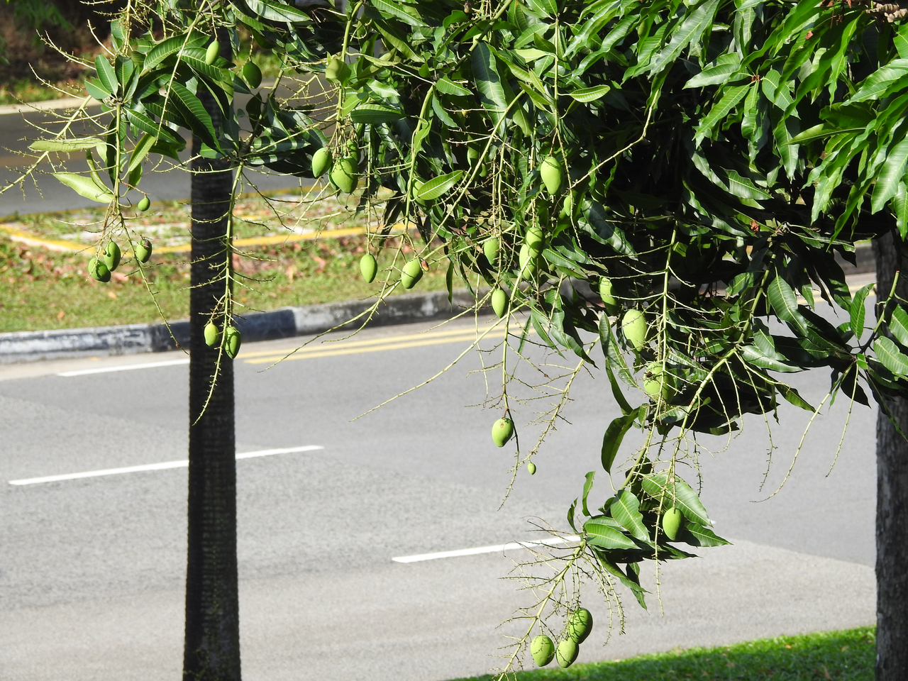 'Mango theft' and elusive justice: Inquirer | The Straits Times