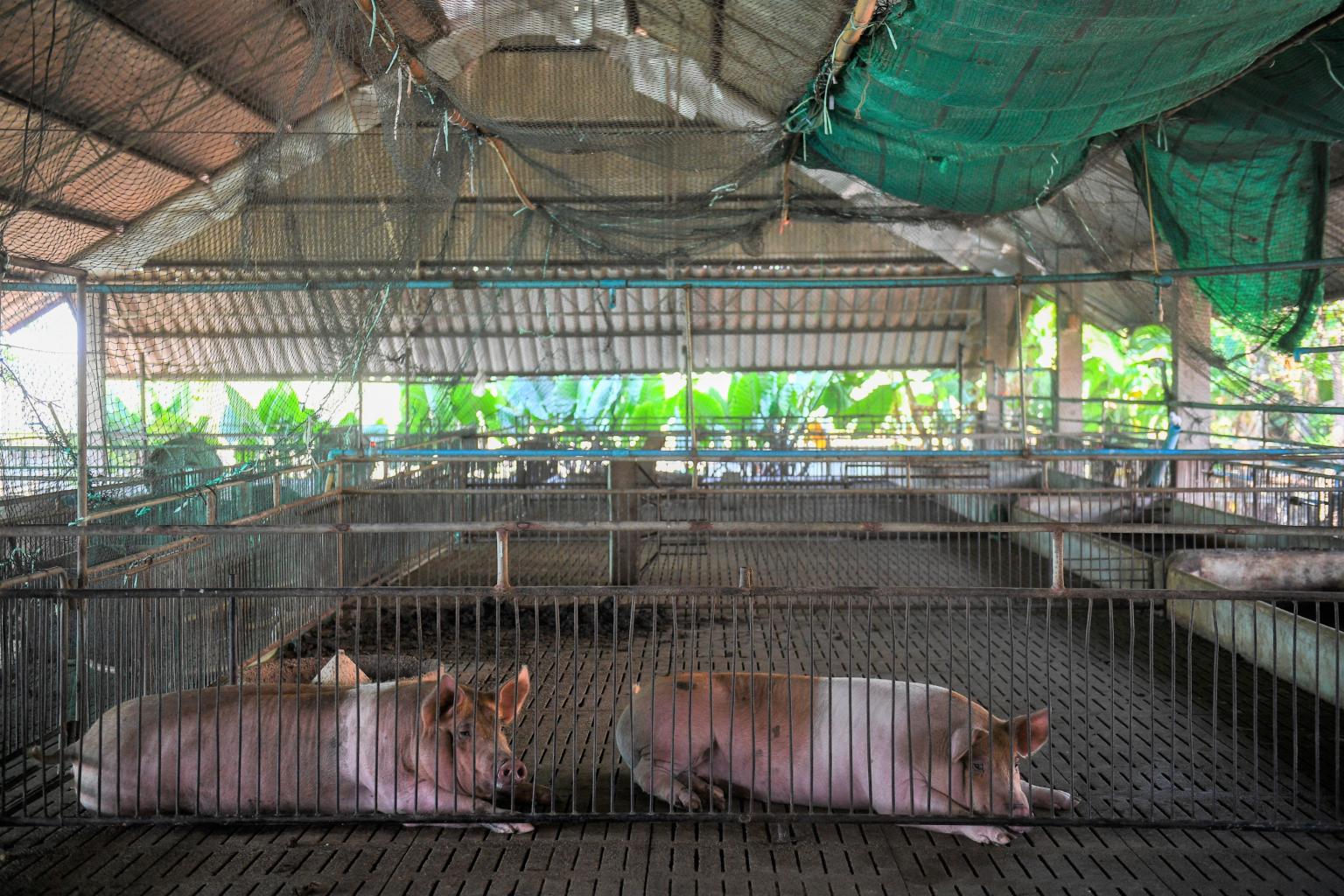 Thai pig farmers angered by havoc from suspected African swine fever ...