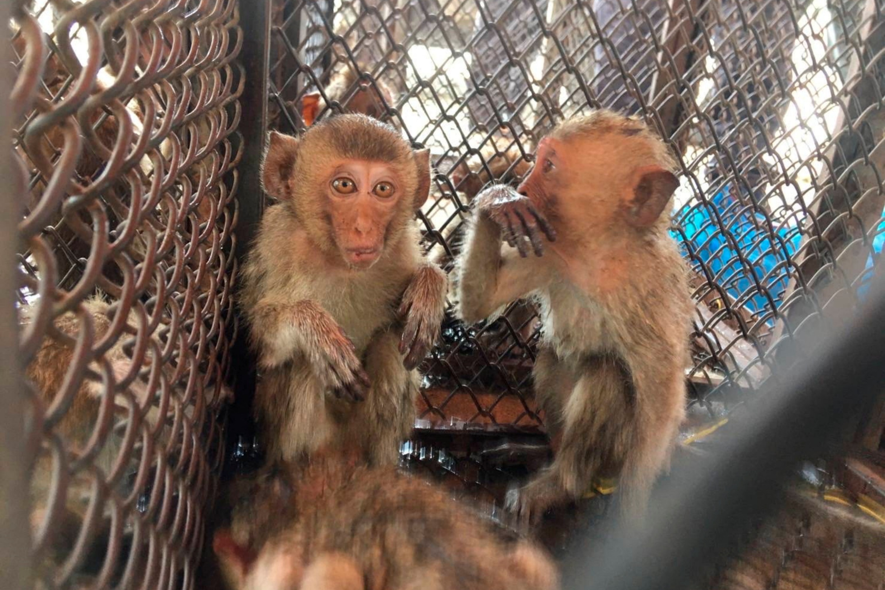 Live monkeys found stashed in bags in suspected Thailand trafficking ...