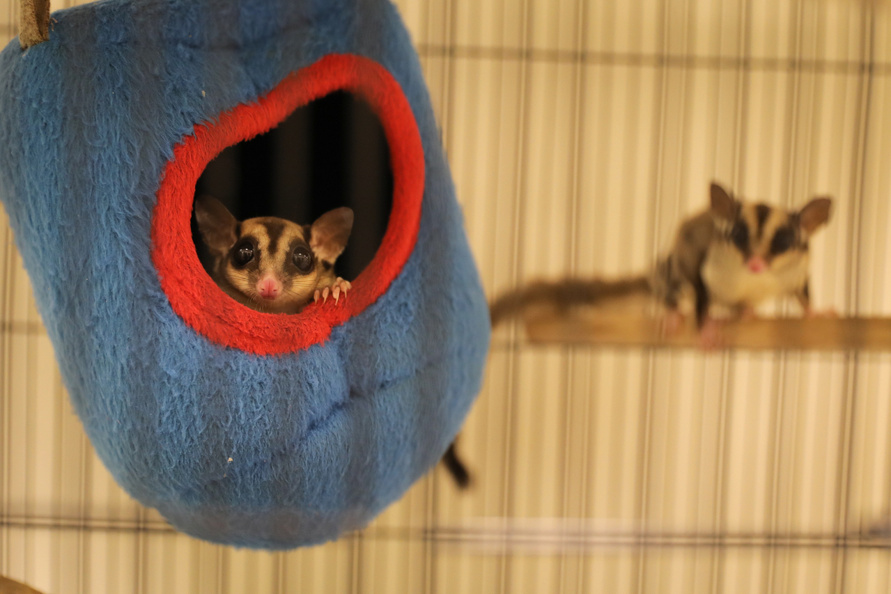 New Centre for Wildlife Rehabilitation in Lim Chu Kang to care for ...