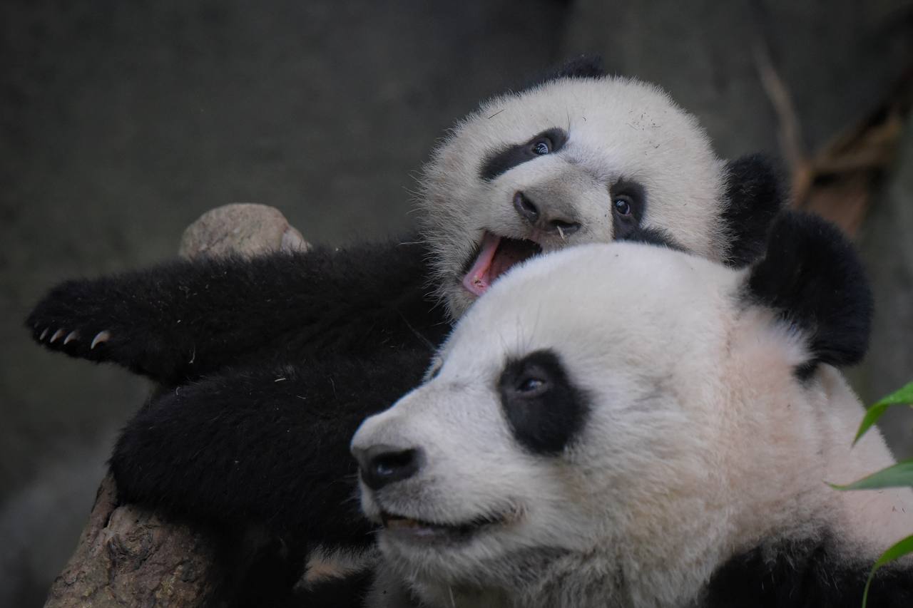 Le Le, first panda cub born in S'pore, joins mum at Giant Panda Forest ...