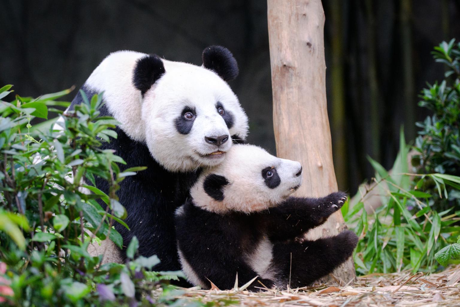 Le Le, first panda cub born in S'pore, joins mum at Giant Panda Forest ...