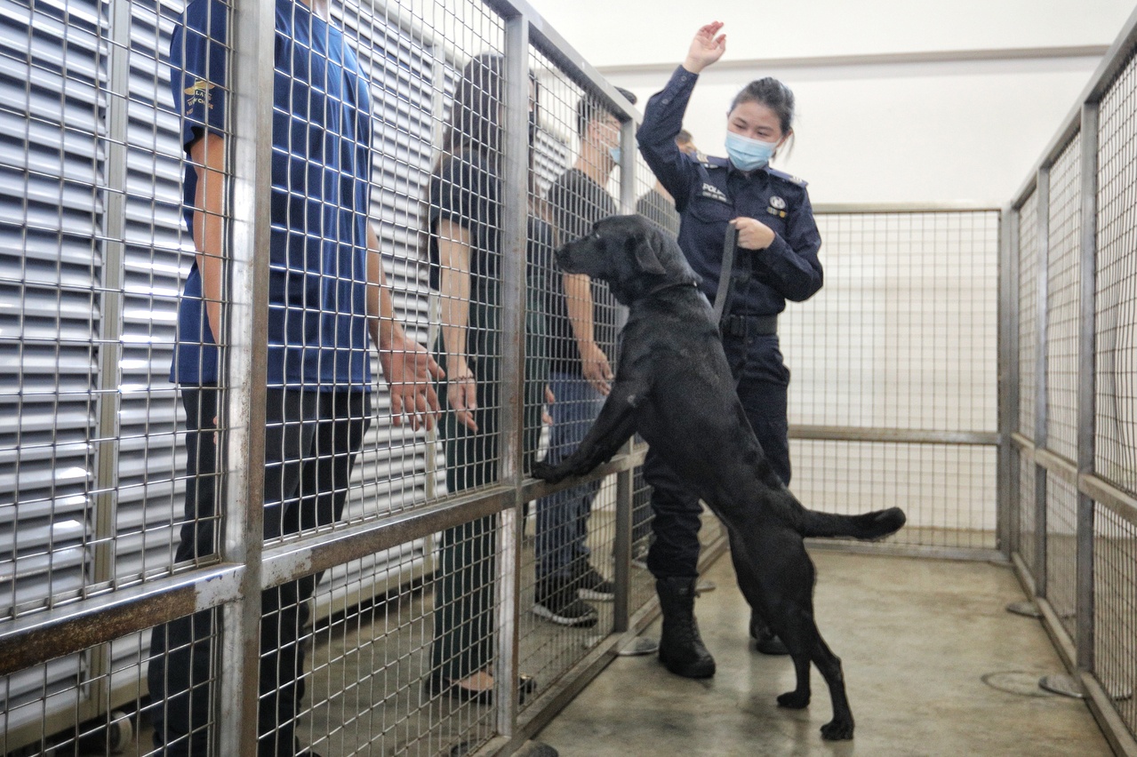 Police K-9 dogs like Dash doing their part to keep Singapore safe and ...