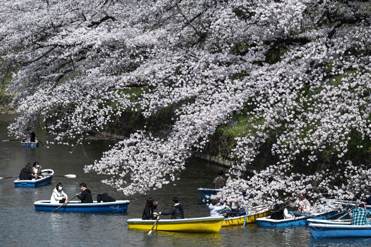 Picture perfect Japan is pretty in pink | The Straits Times