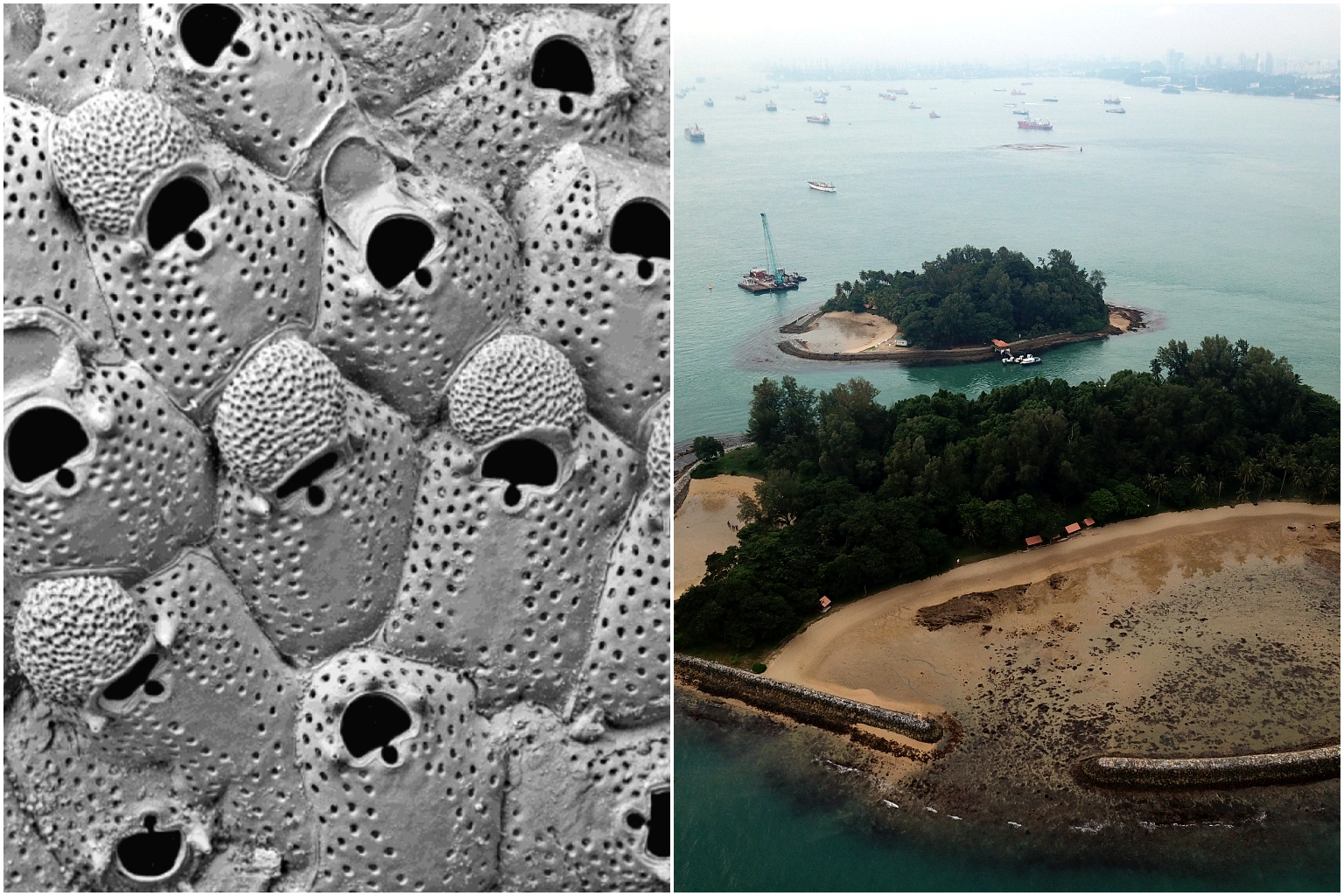 Three new species of 'moss animals' discovered in Southern Islands ...